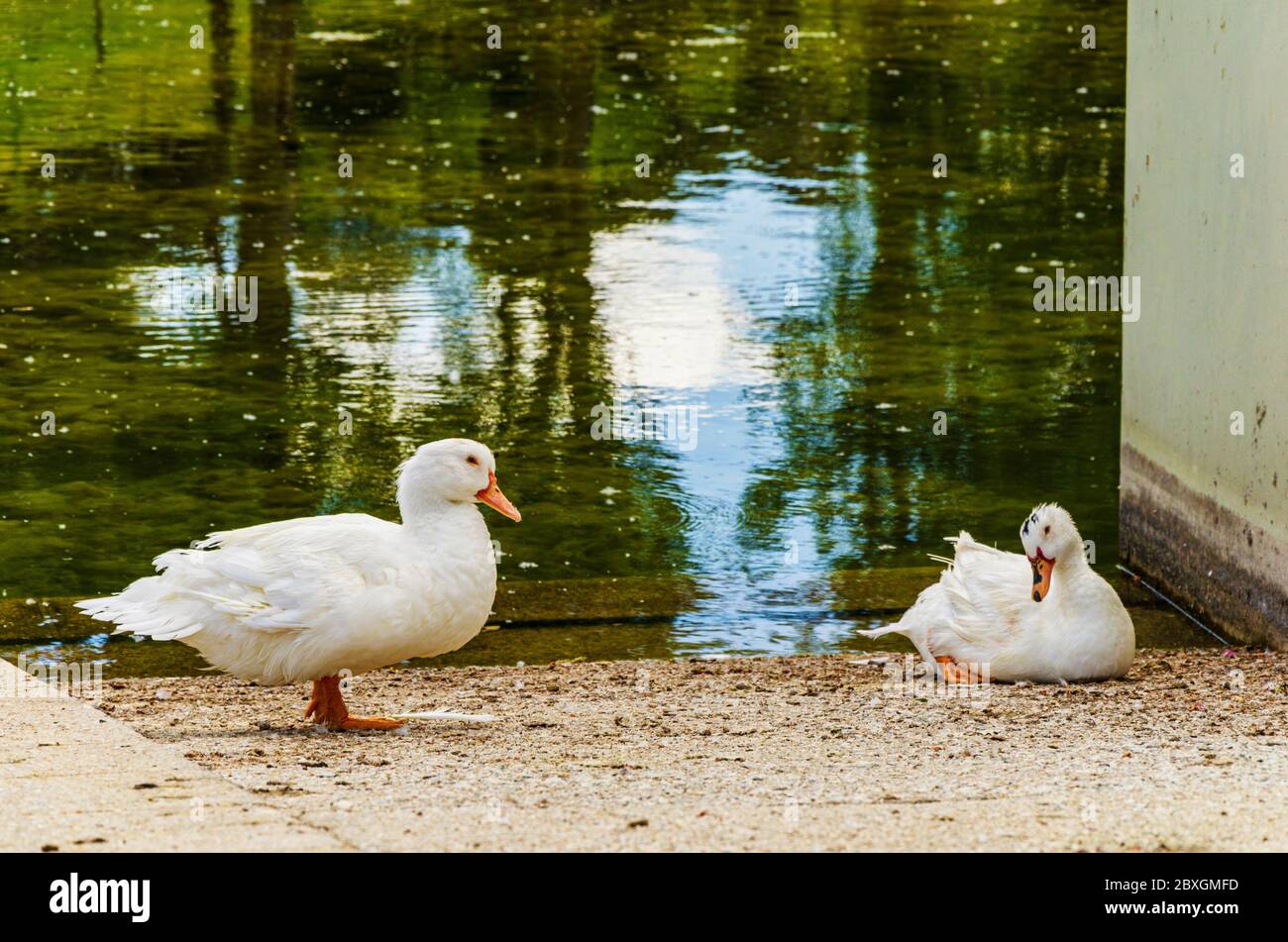 Two white ducks hi-res stock photography and images - Alamy