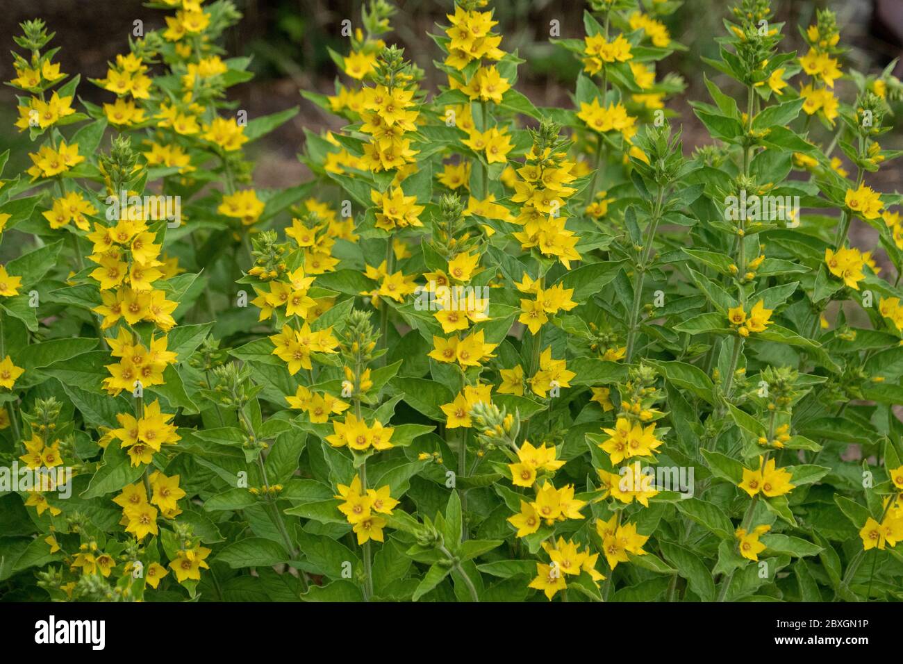 Yellow Loosestrife High Resolution Stock Photography and Images - Alamy