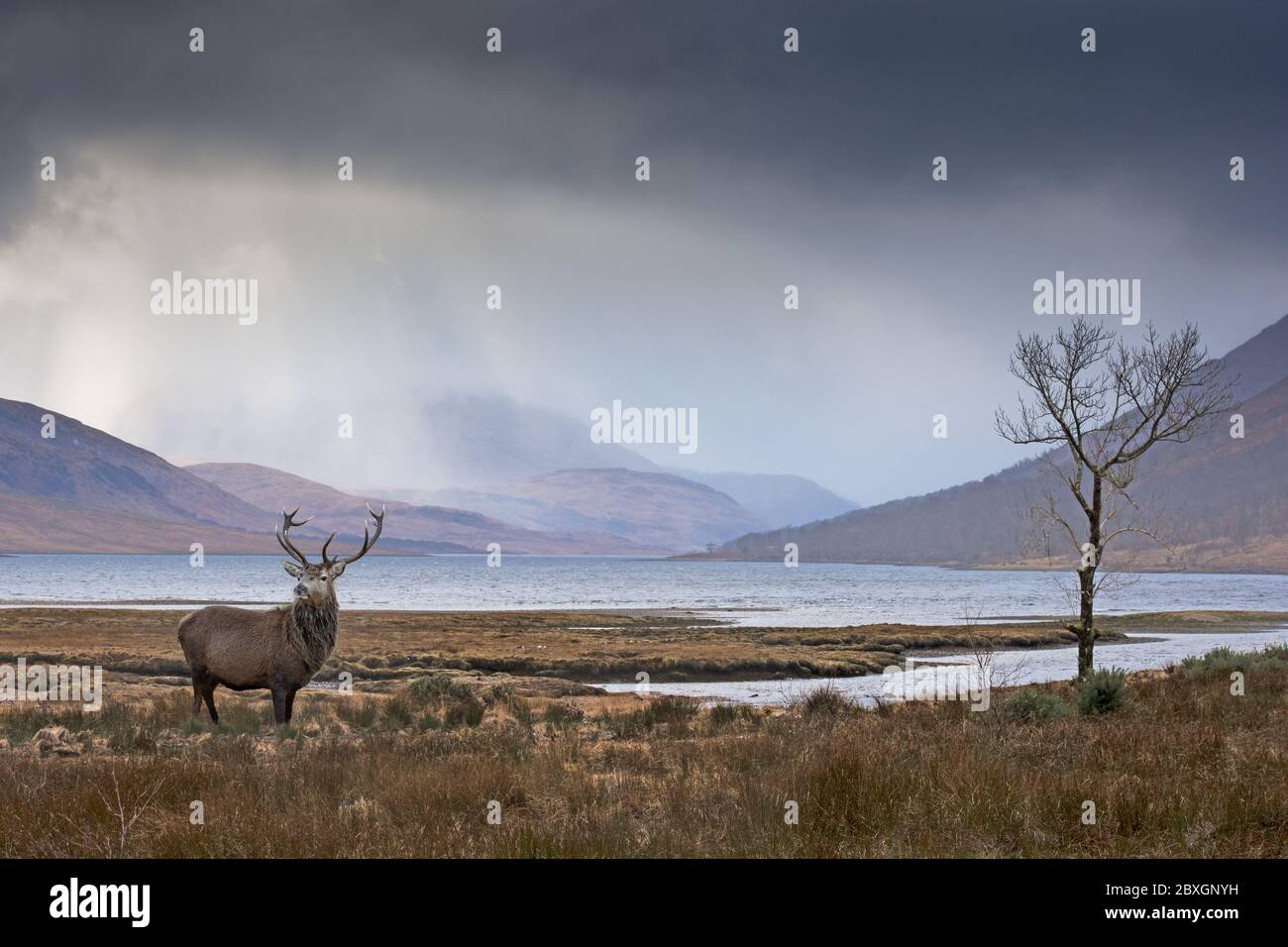 Glen Etive Stag Stock Photo - Alamy