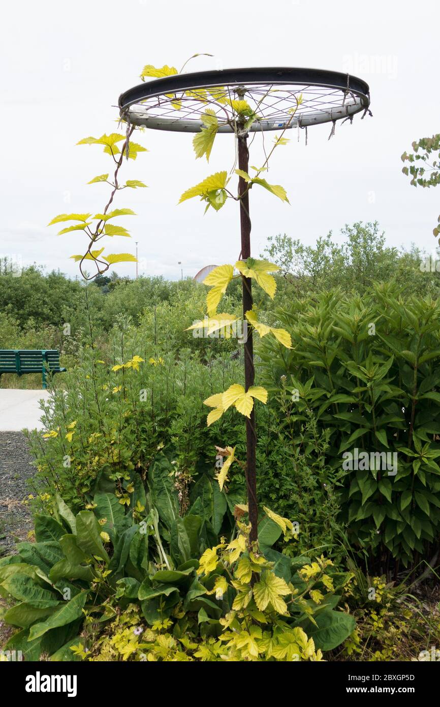 Golden hops - Humulus lupulus 'Aureus' - growing on a recycled bicycle ...