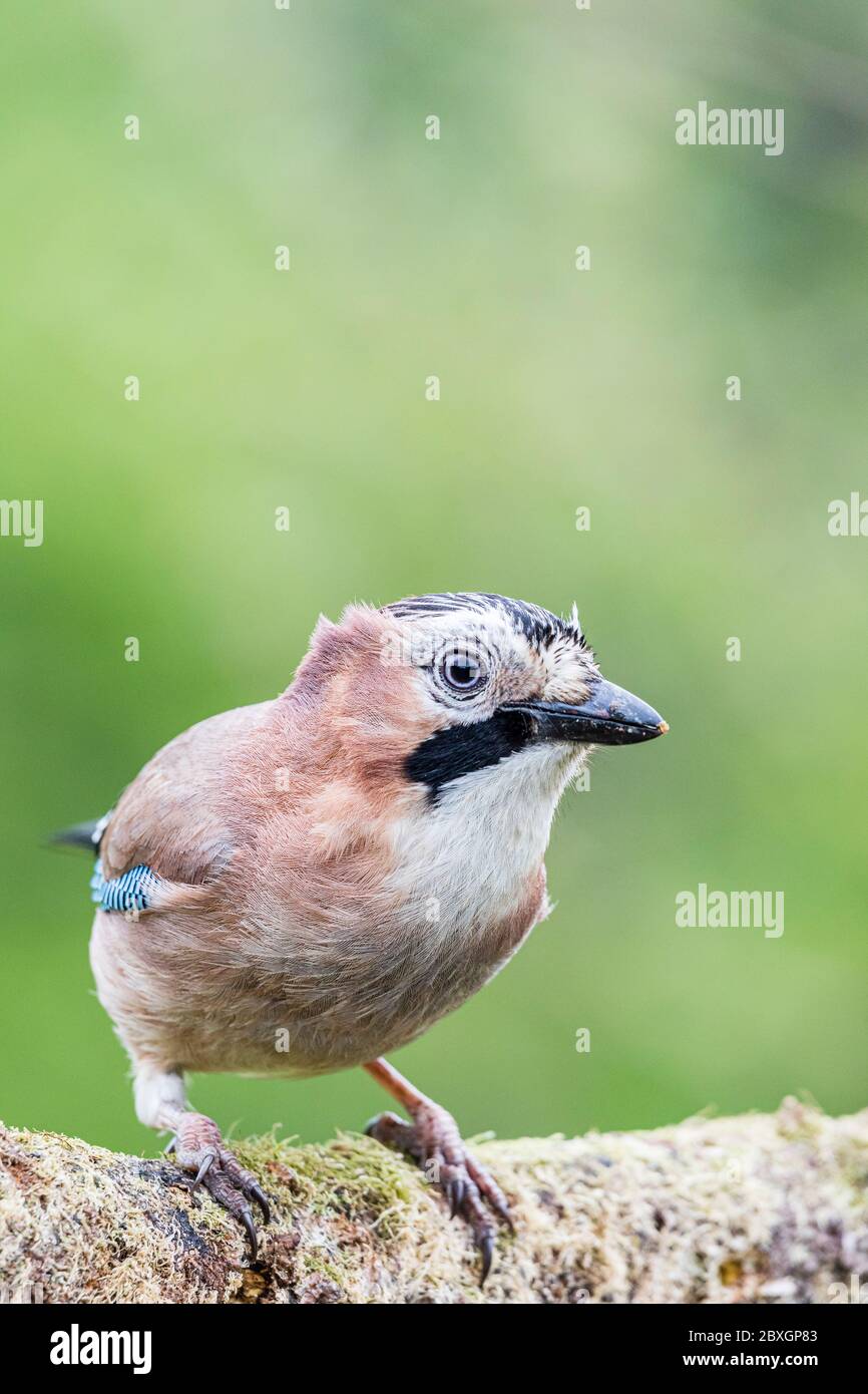 European Jay in mid Wales during springtime Stock Photo - Alamy