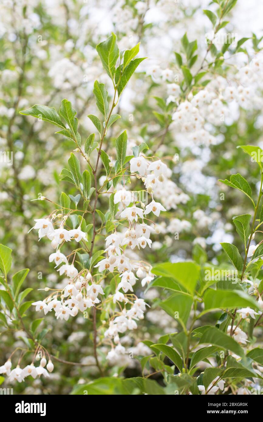 Styrax japonicus hi-res stock photography and images - Alamy