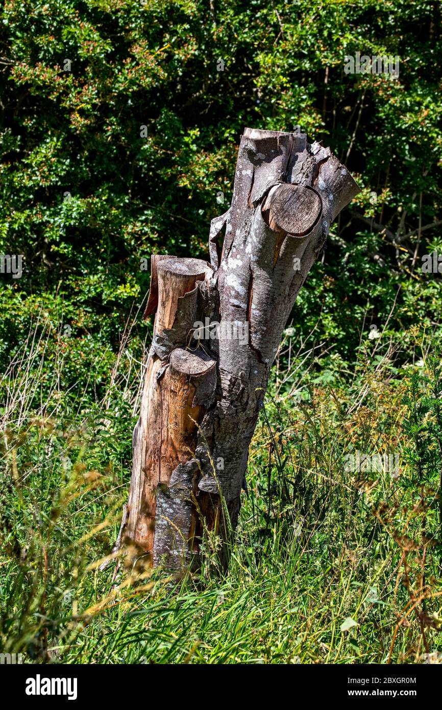 Tree stump in forest Cheshire UK Stock Photo - Alamy
