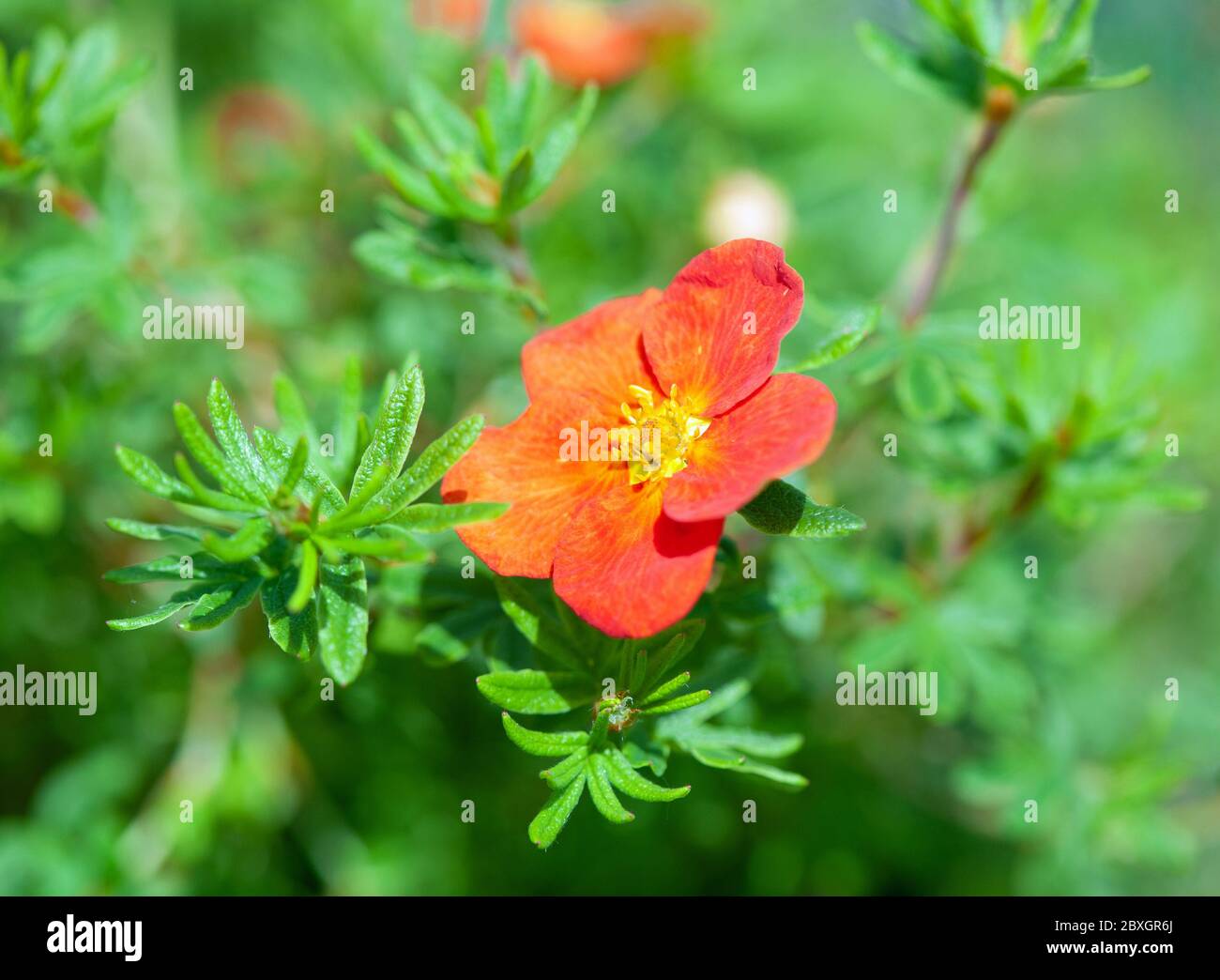 Potentilla Fruticosa Red Ace a summer flower plant known as cinquefoil ...