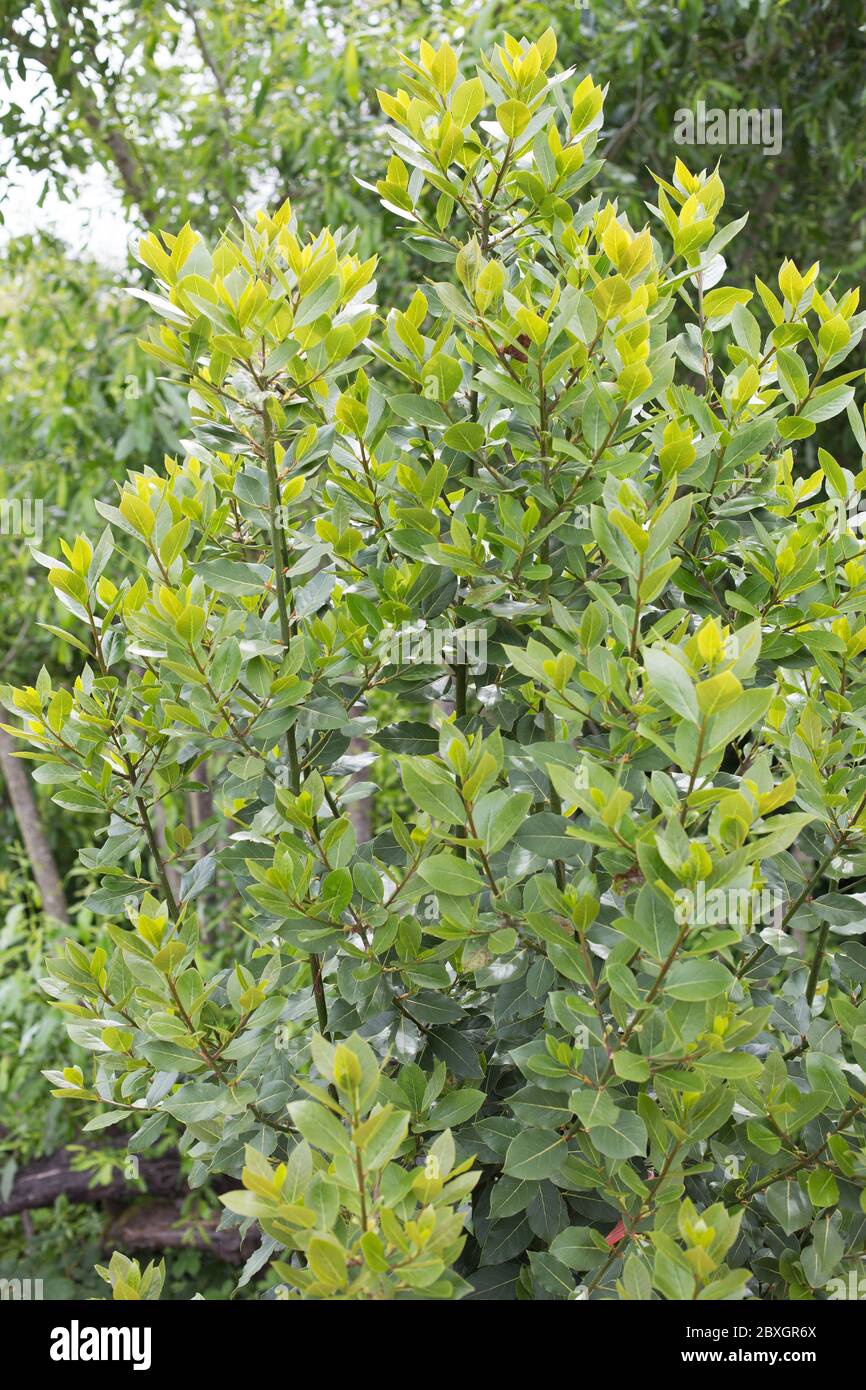Laurus nobilis tree, close up Stock Photo - Alamy