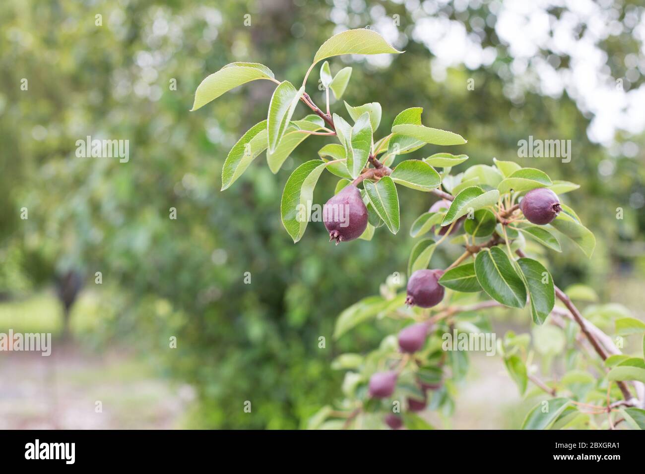 Red bartlett pear hi-res stock photography and images - Alamy
