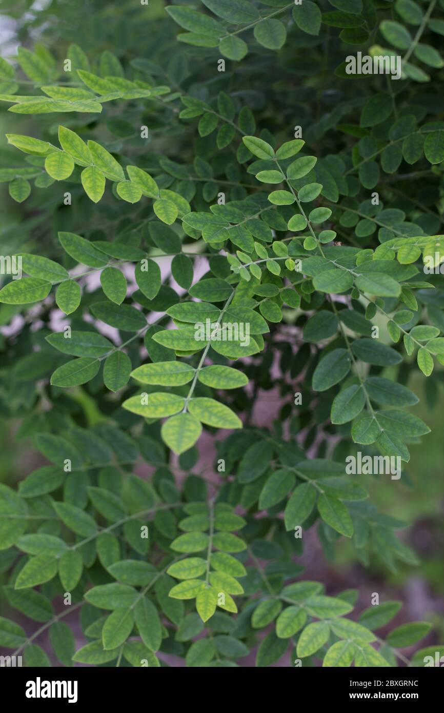 Styphnolobium japonicum leaves, close up Stock Photo - Alamy