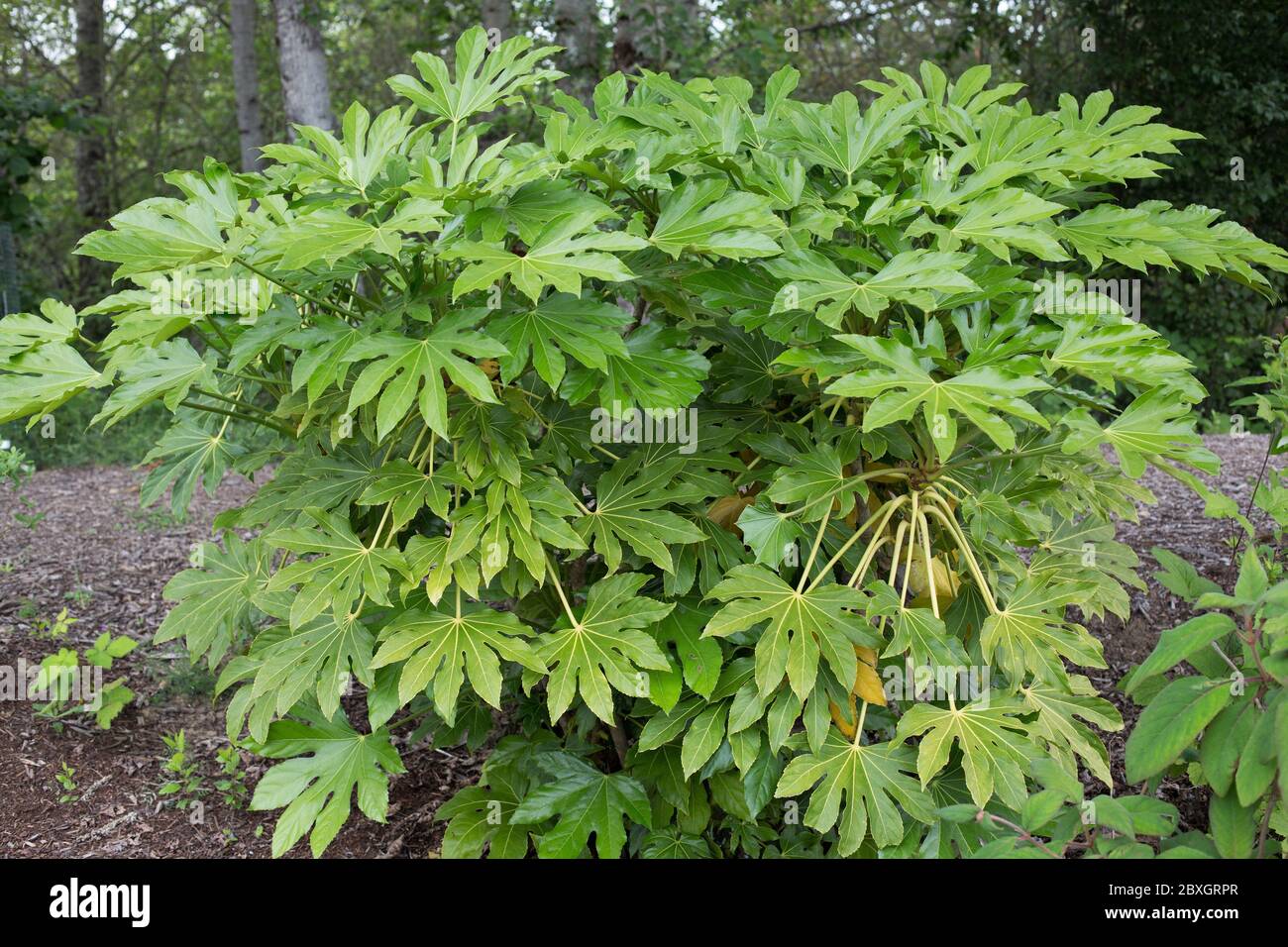 Japanese Aralia Fatsia Japonica High Resolution Stock Photography and ...
