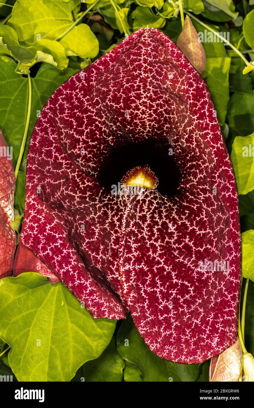 Brazilian Dutchman's Pipe or Giant Pelican Flower (Aristolochia ...