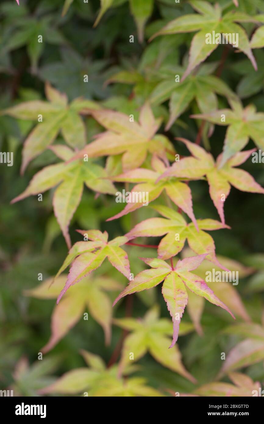 Acer palmatum shishio hi-res stock photography and images - Alamy