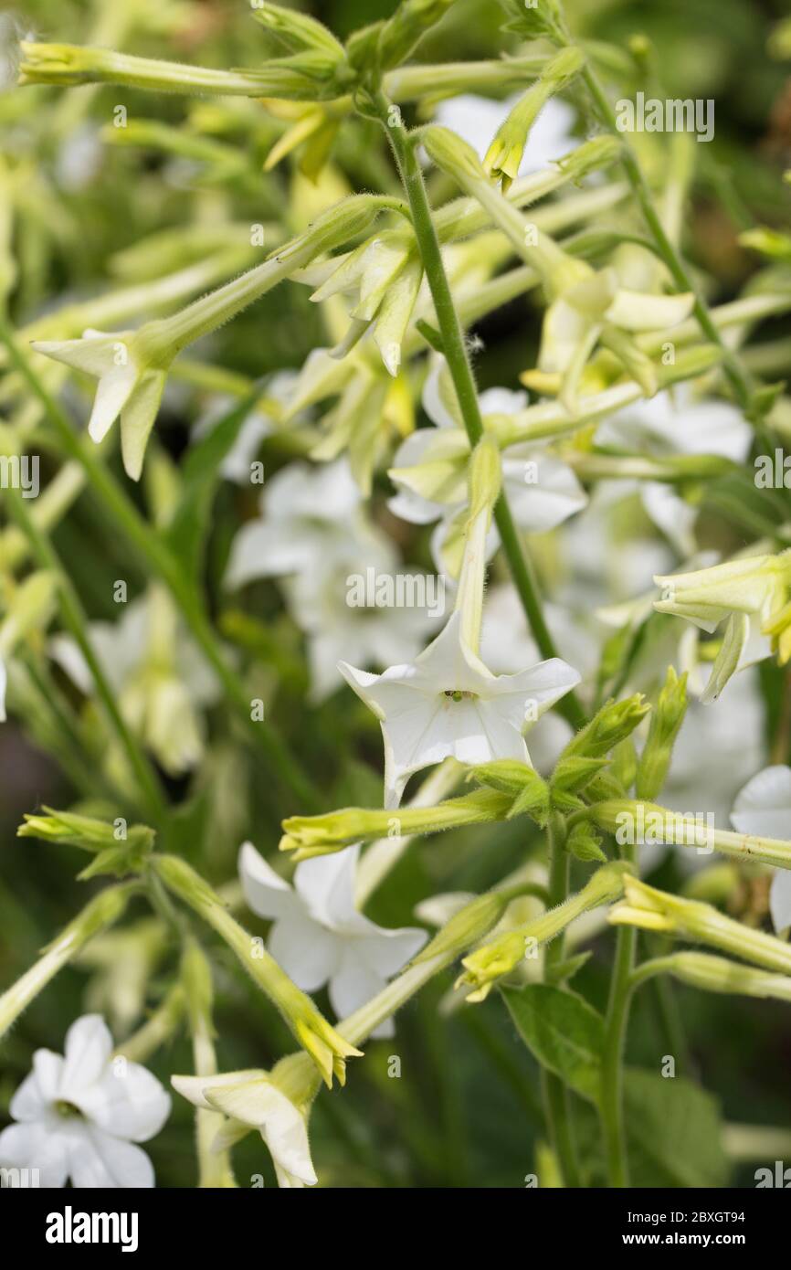 Flowering tobacco plants hi-res stock photography and images - Alamy