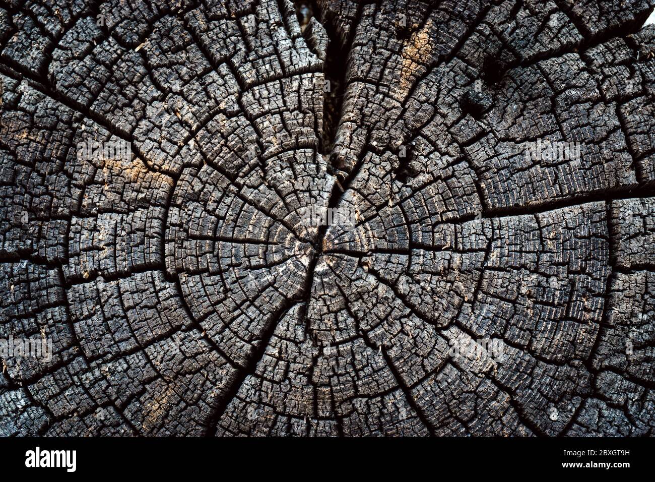 Old wooden oak tree cut surface. Detailed warm dark brown and orange ...