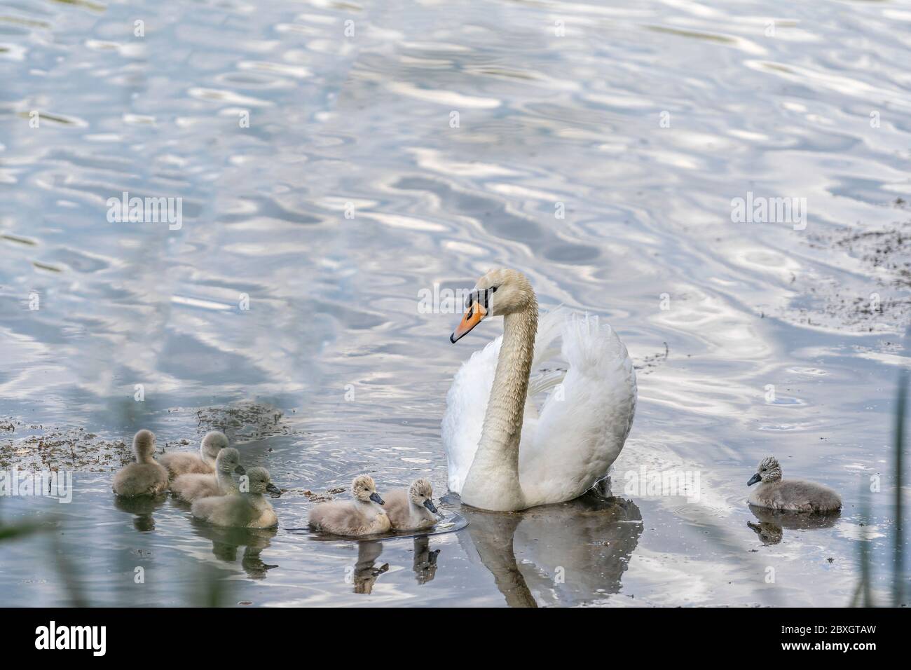 The swan guards the swans as they swim Stock Photo - Alamy