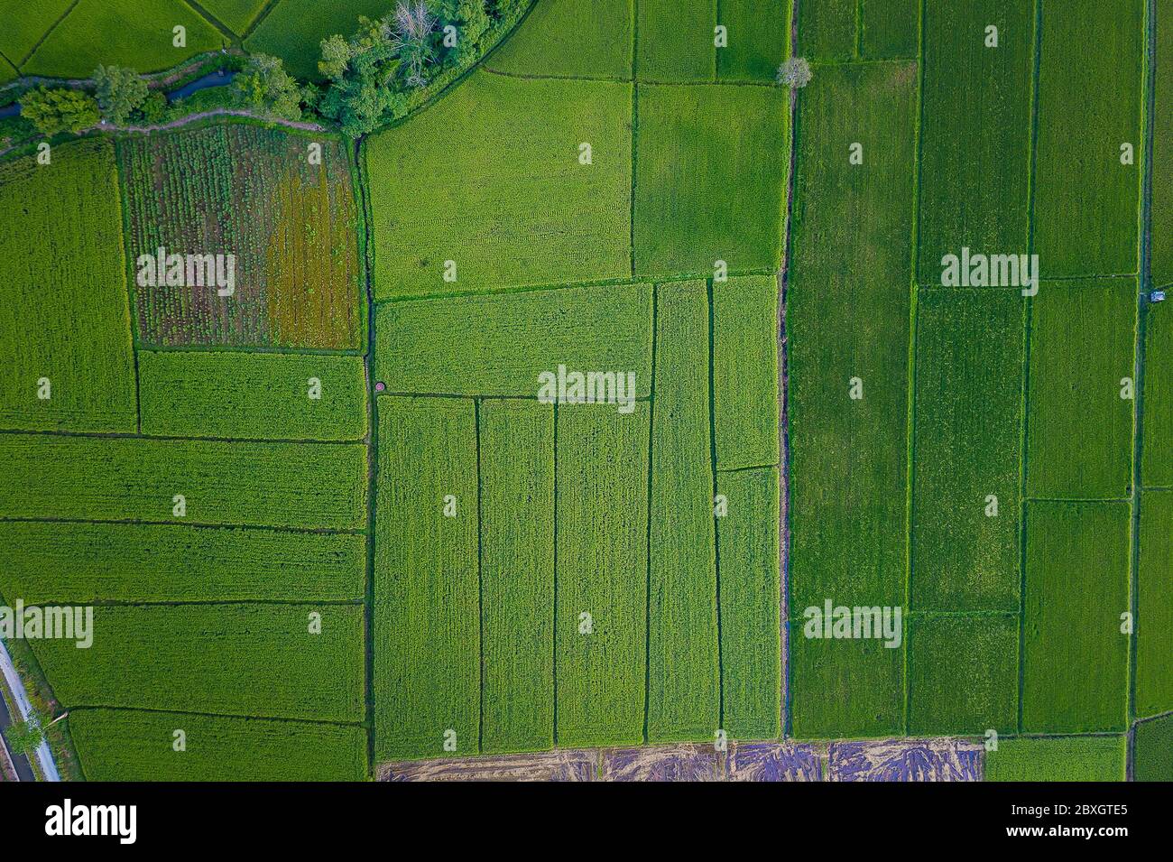 Aerial view of farmland/riice field in Thailand. Aerial Photography ...
