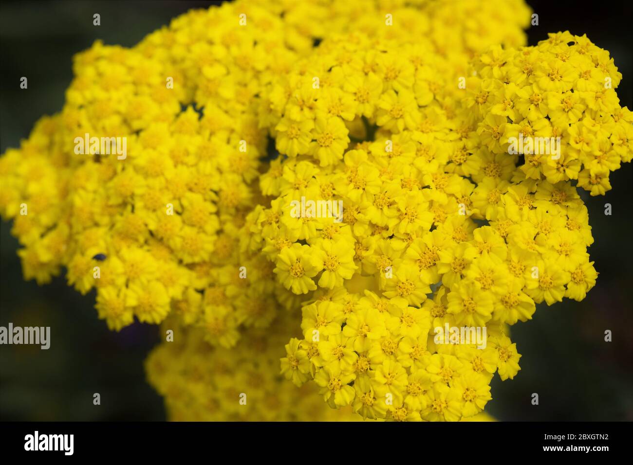 Achillea flower garden plant hi-res stock photography and images - Alamy