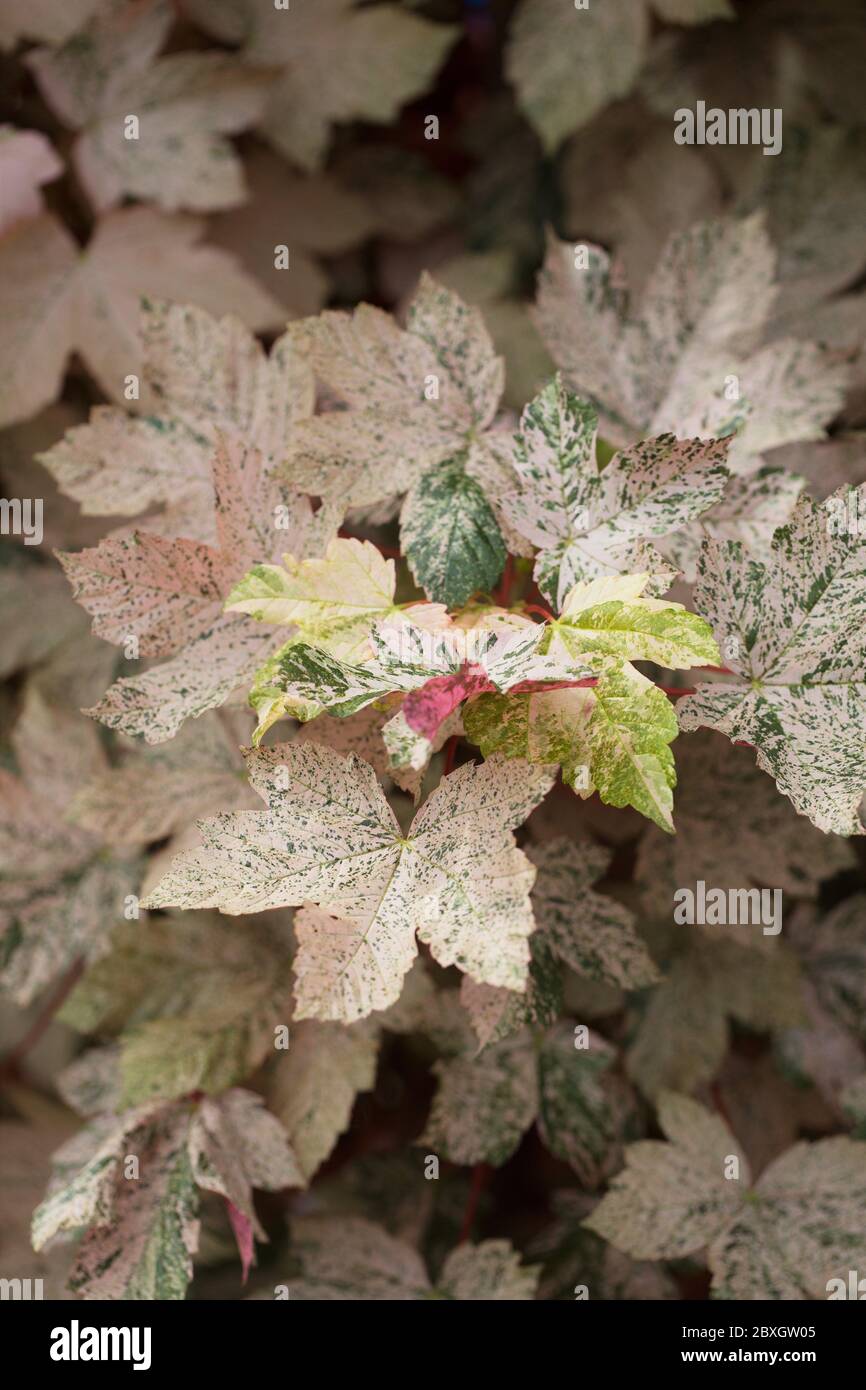 Acer pseudoplatanus esk sunset hi-res stock photography and images - Alamy