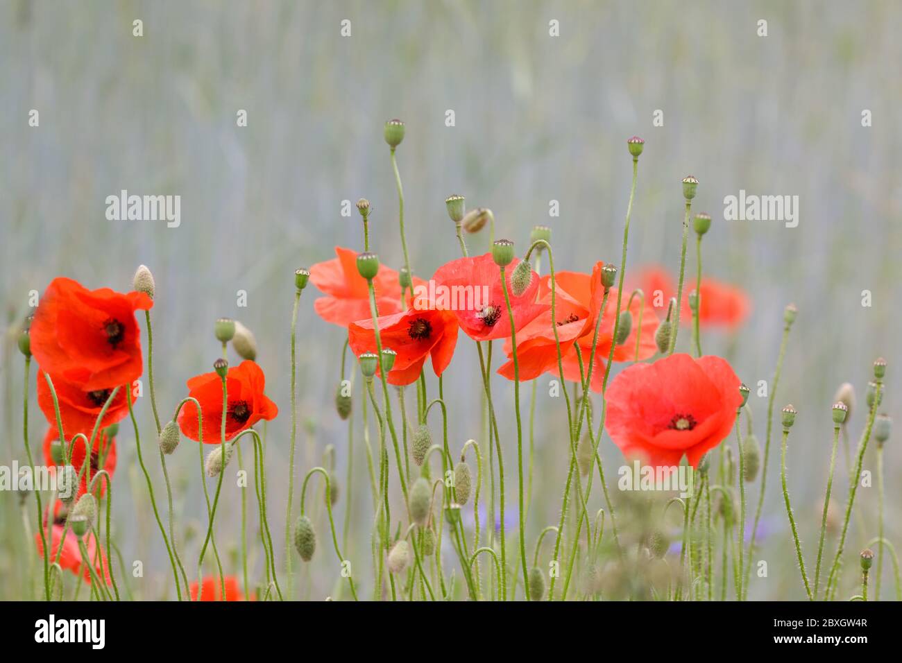 Red corn poppies (Papaver rhoeas) in wild flower and poppy field Stock ...