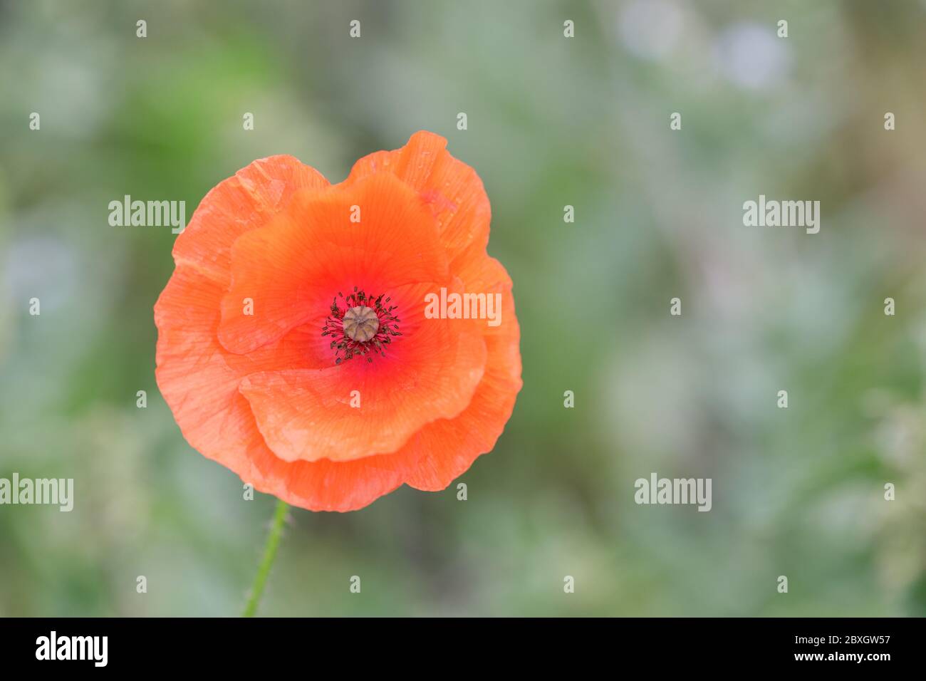Red Corn Poppy High Resolution Stock Photography and Images - Alamy