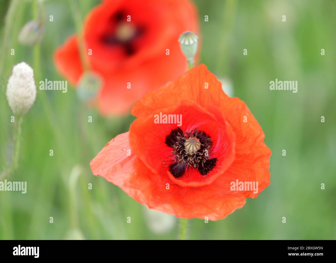 Corn poppies hi-res stock photography and images - Alamy