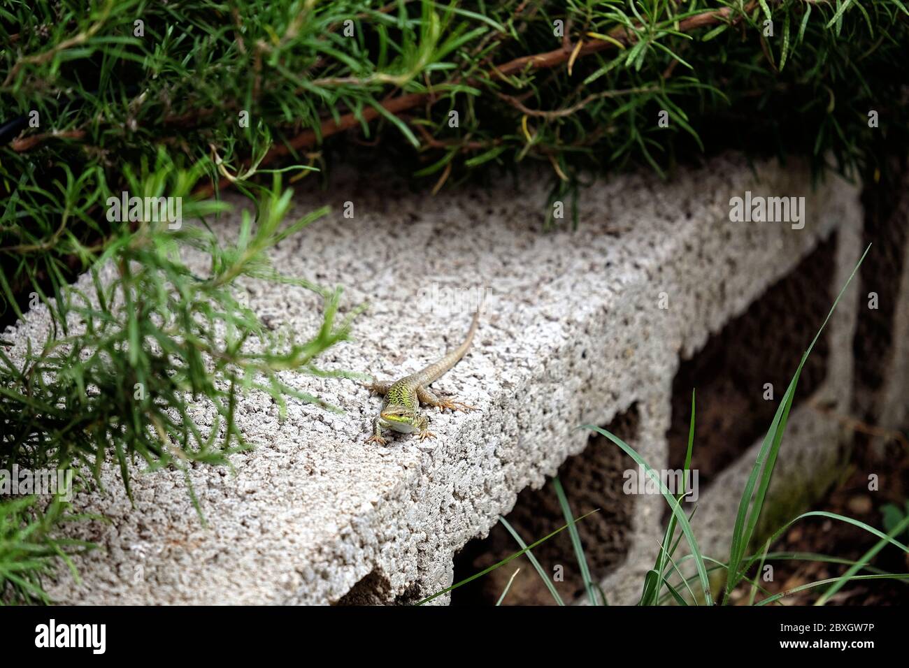 Garden lizard face hi-res stock photography and images - Alamy