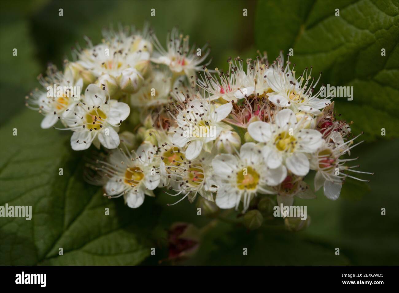 Capitatus hi-res stock photography and images - Alamy