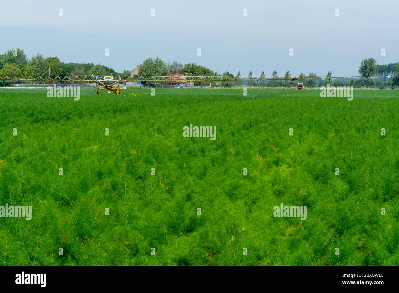 Farm field with growing green annual Florence fennel bulbing plants ...