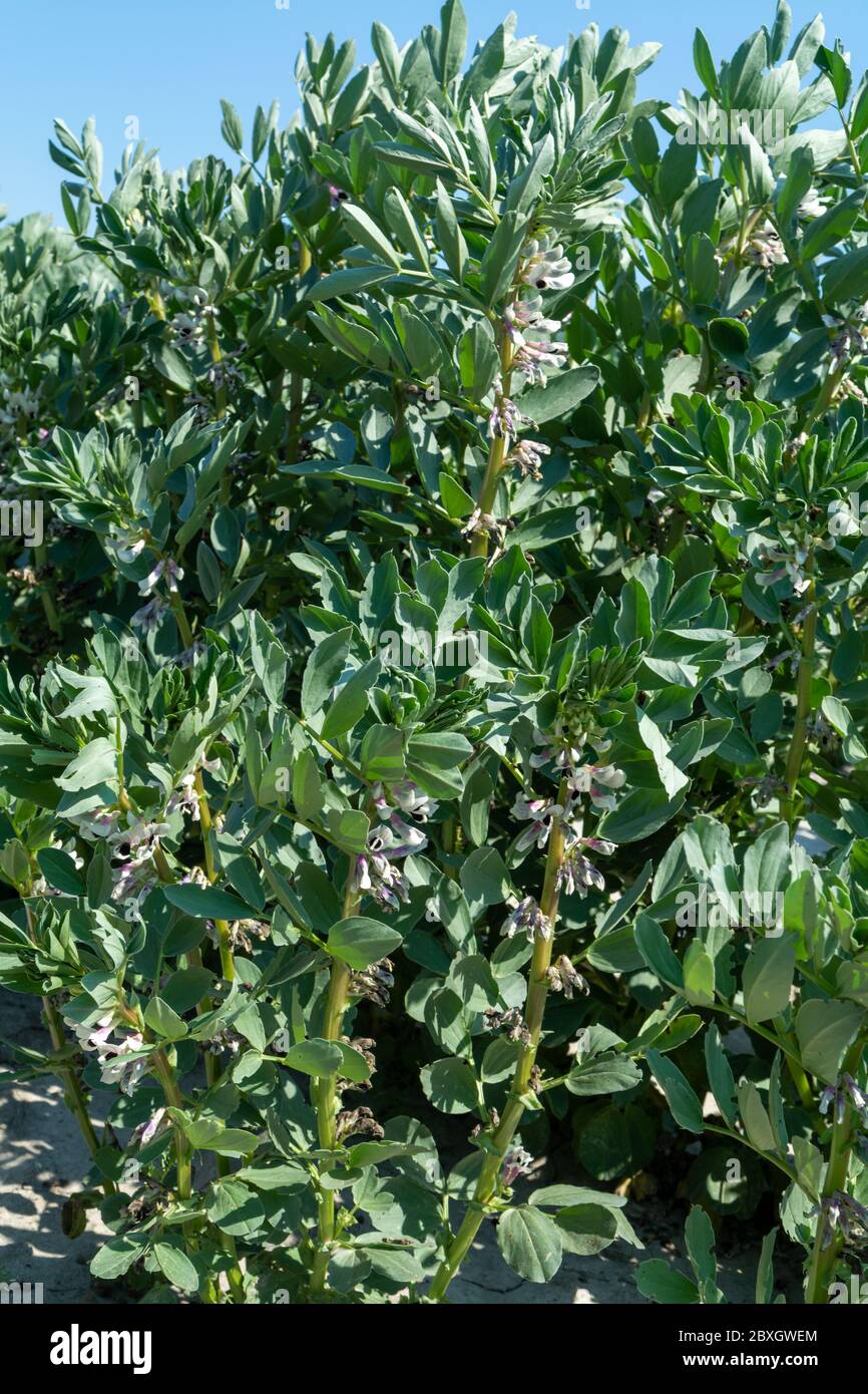 Plantation of broad beans or Vicia faba plants in Zeeland, Netherlands ...