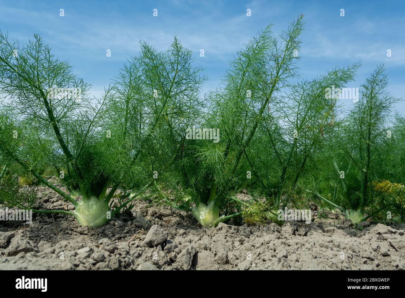 Farm field with growing green annual Florence fennel bulbing plants ...
