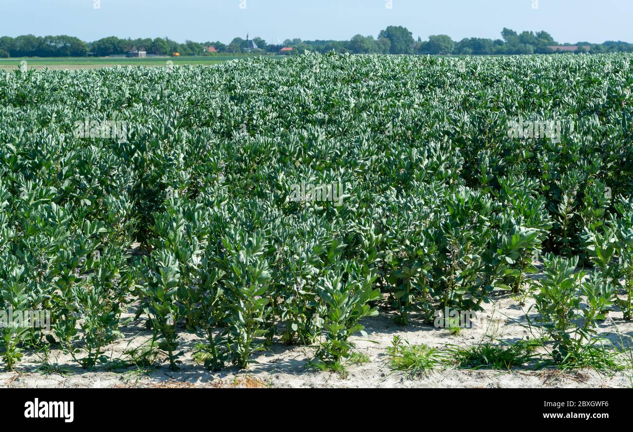 Plantation of broad beans or Vicia faba plants in Zeeland, Netherlands ...