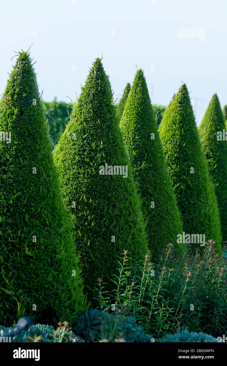 Tuia trees hi-res stock photography and images - Alamy
