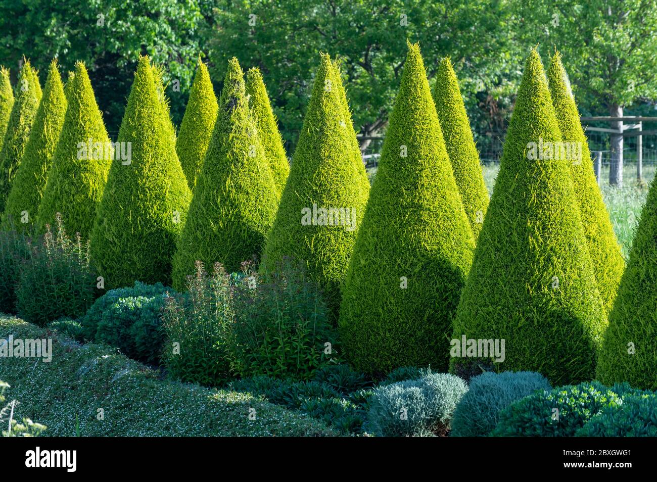 Tuia trees hi-res stock photography and images - Alamy