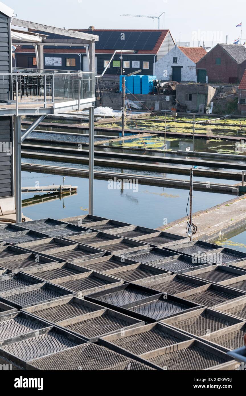 Zeeuwse village Yerseke with famous oysters wells for cultivation of ...