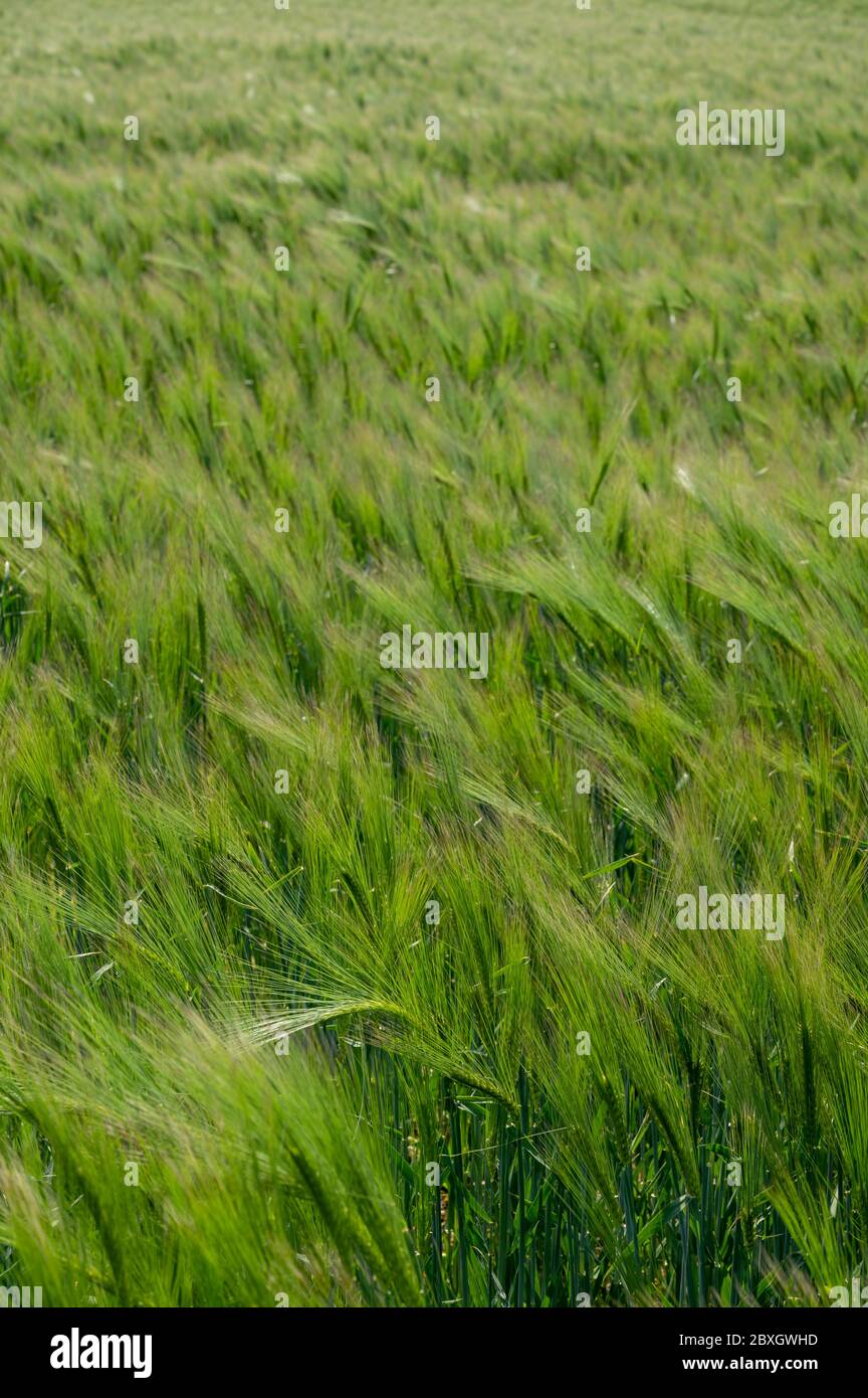 Spring barley grain fields with unripe green crops, main ingredient for ...