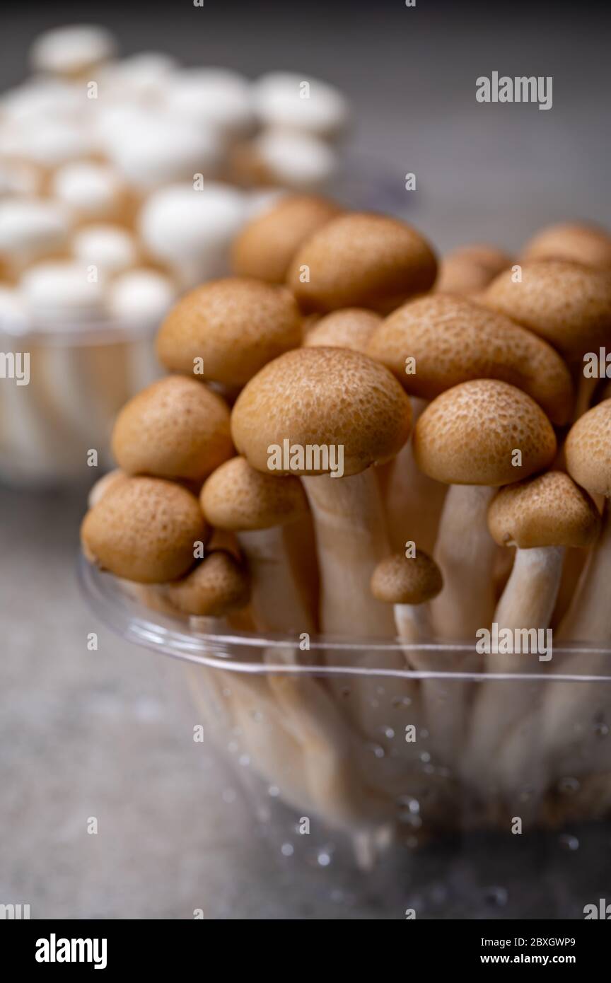 Fresh uncooked buna brown and bunapi white shimeji edible mushrooms ...