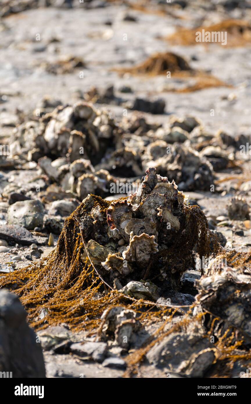 Seasonal harvesting of wild oysters shellfish on sea shore during low ...