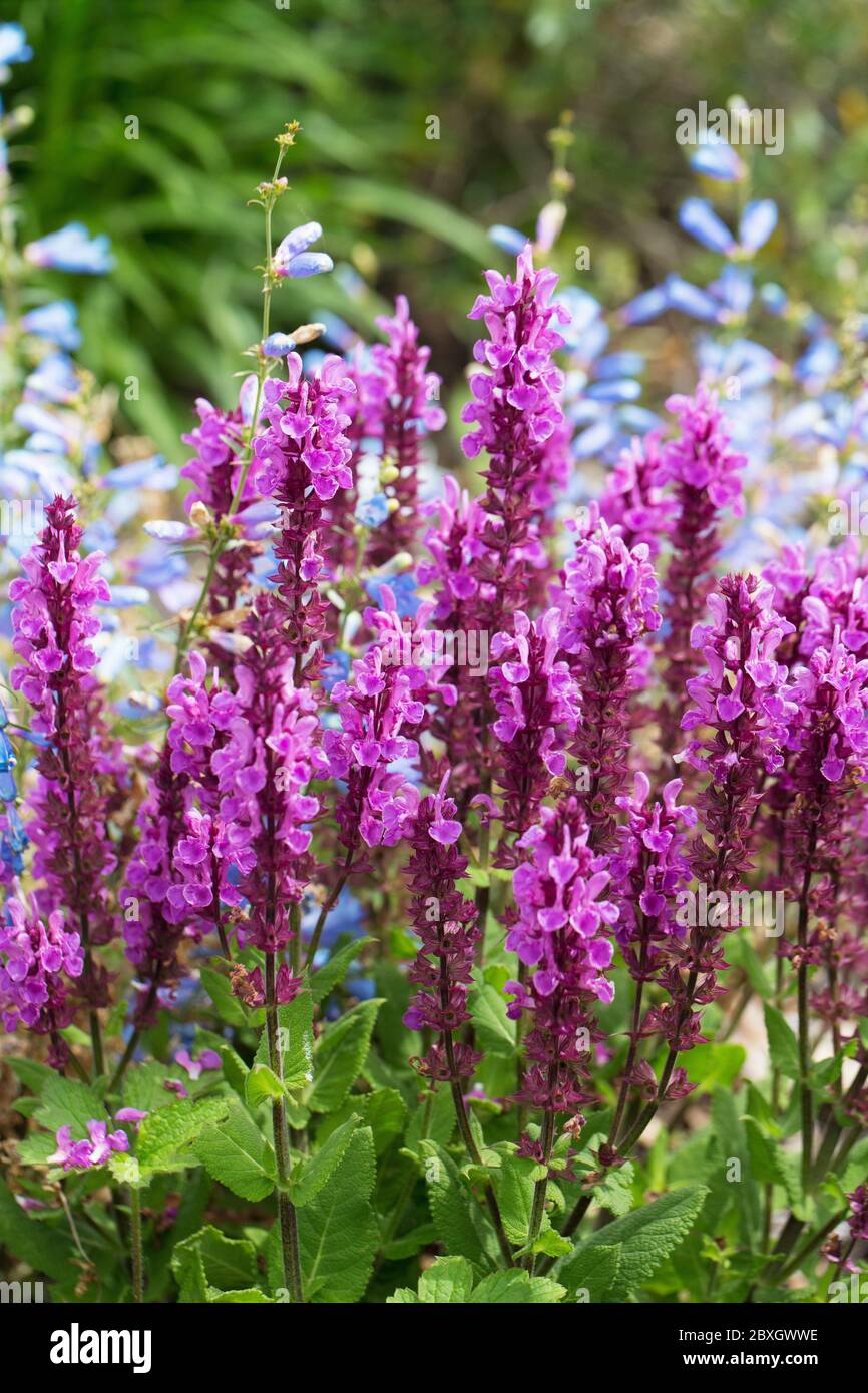 Salvia 'Rose Marvel' Stock Photo - Alamy