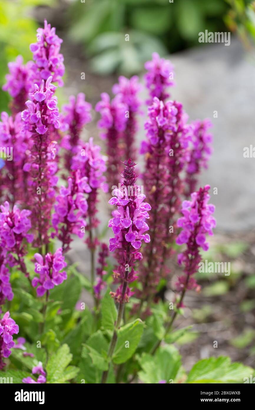 Salvia hi-res stock photography and images - Alamy