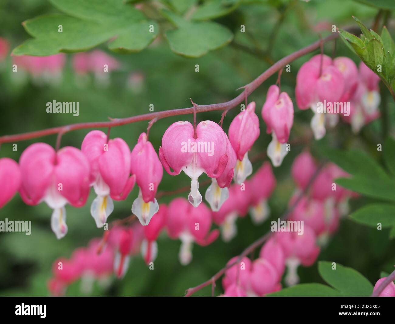 Broken heart flower hi-res stock photography and images - Alamy