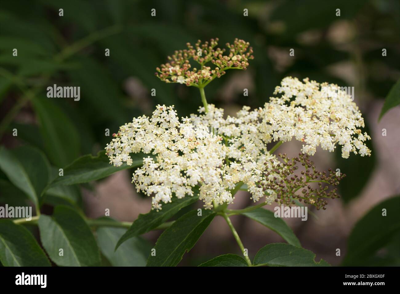 Sambucus caerulea hi-res stock photography and images - Alamy