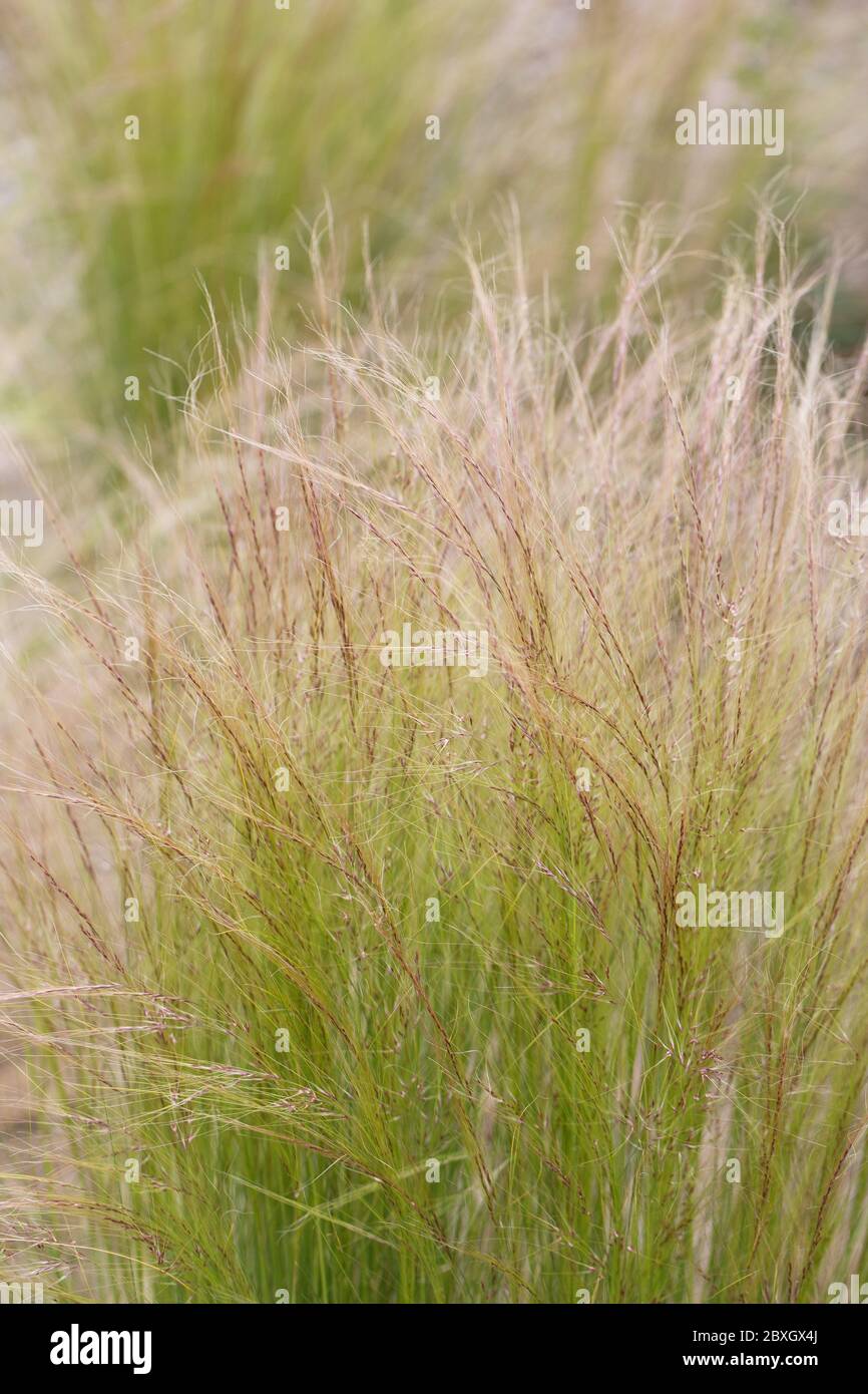 Nassella tenuissima close up Stock Photo - Alamy