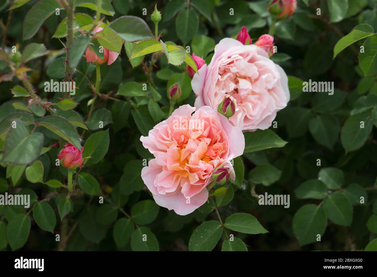 April rose hi-res stock photography and images - Alamy