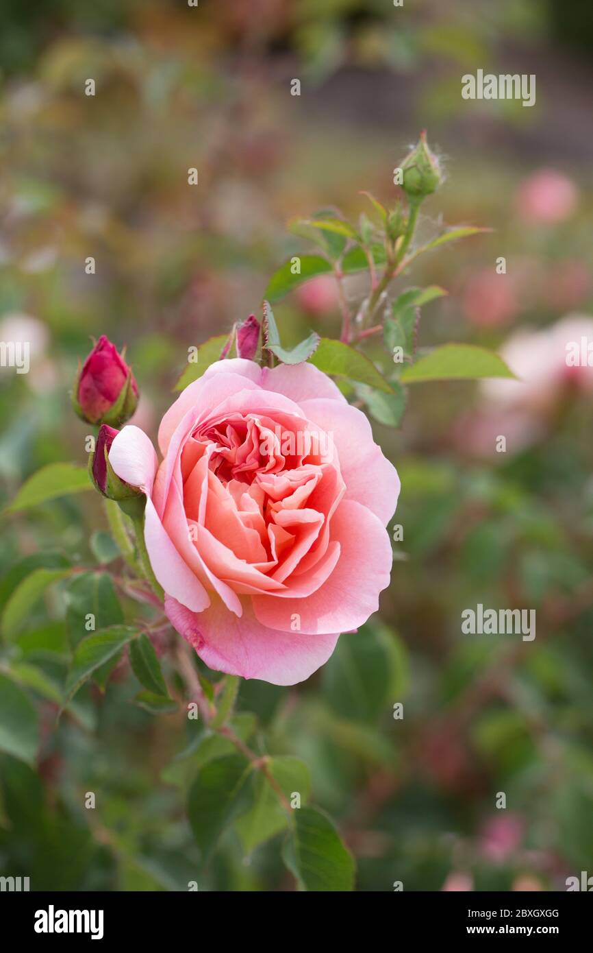 Shrub Rose 'April Love' Stock Photo - Alamy