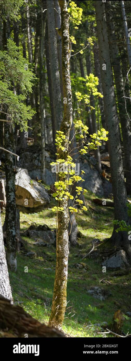 Maple Tree Panorama Stock Photo - Alamy