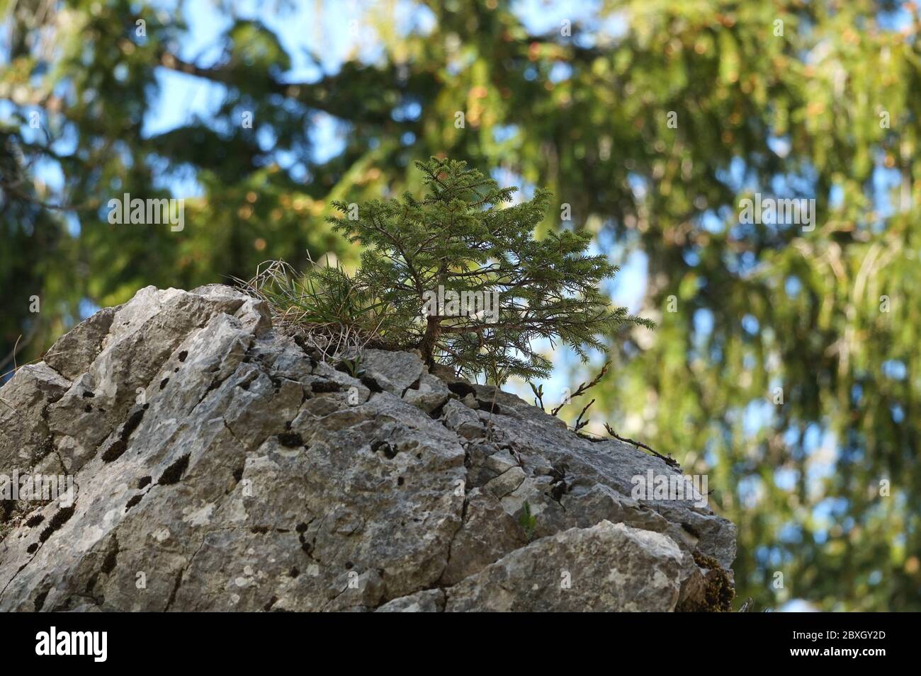Tree in the alps hi-res stock photography and images - Alamy