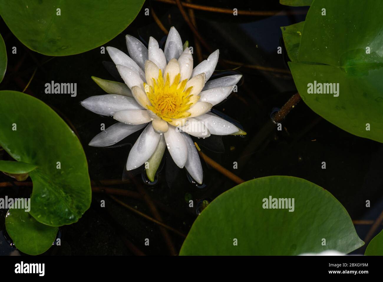 Nymphaea odorata subsp. odorata Stock Photo - Alamy