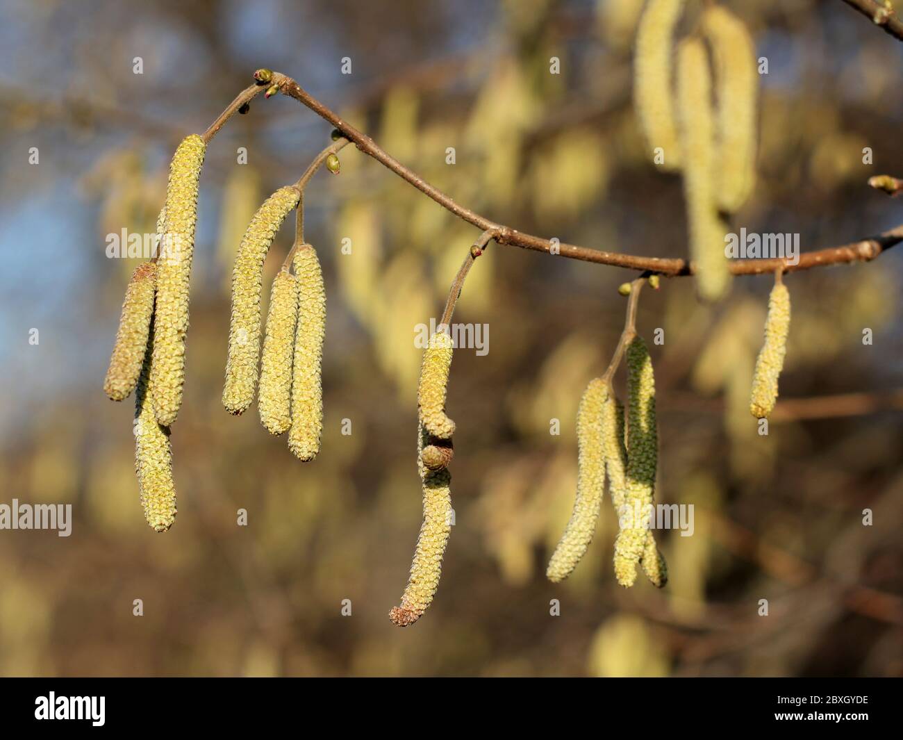 Male catkins of Common Hazel, Corylus avellana Stock Photo - Alamy