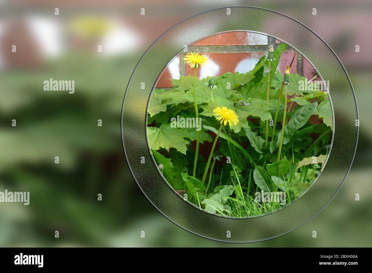 Round glass window with wall and dandelions Stock Photo - Alamy
