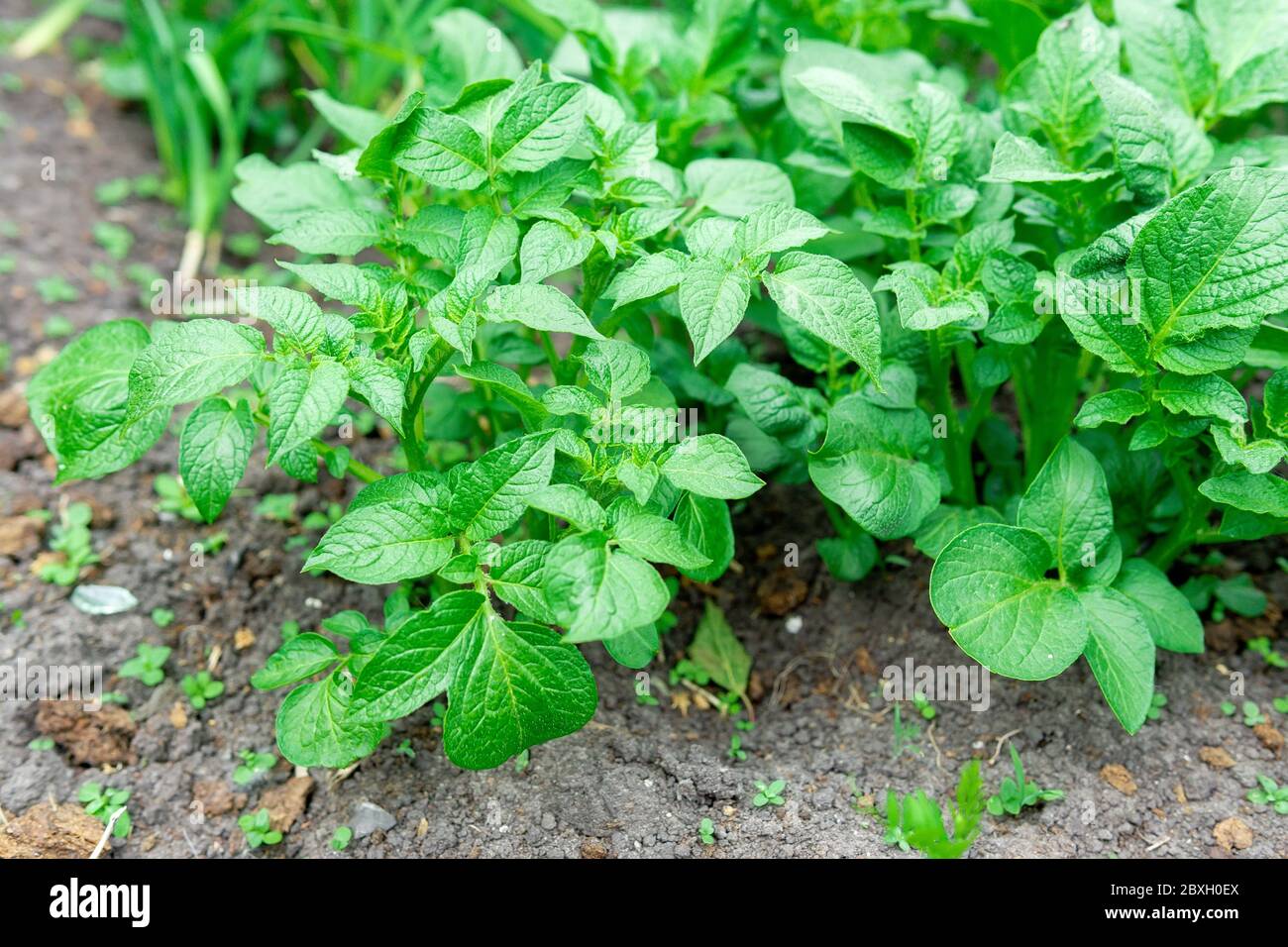 Green potato Leaf of vegetable. Organic food agriculture in garden ...