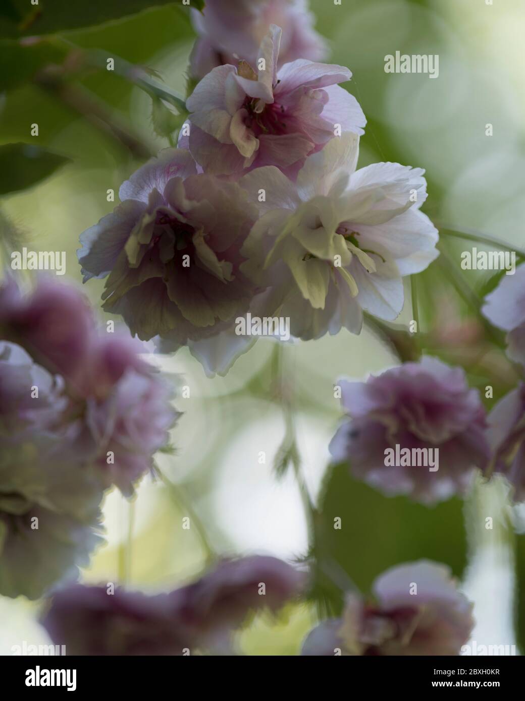 Cherry Blossom, close up of cherry blossom in bloom, pink cherry ...