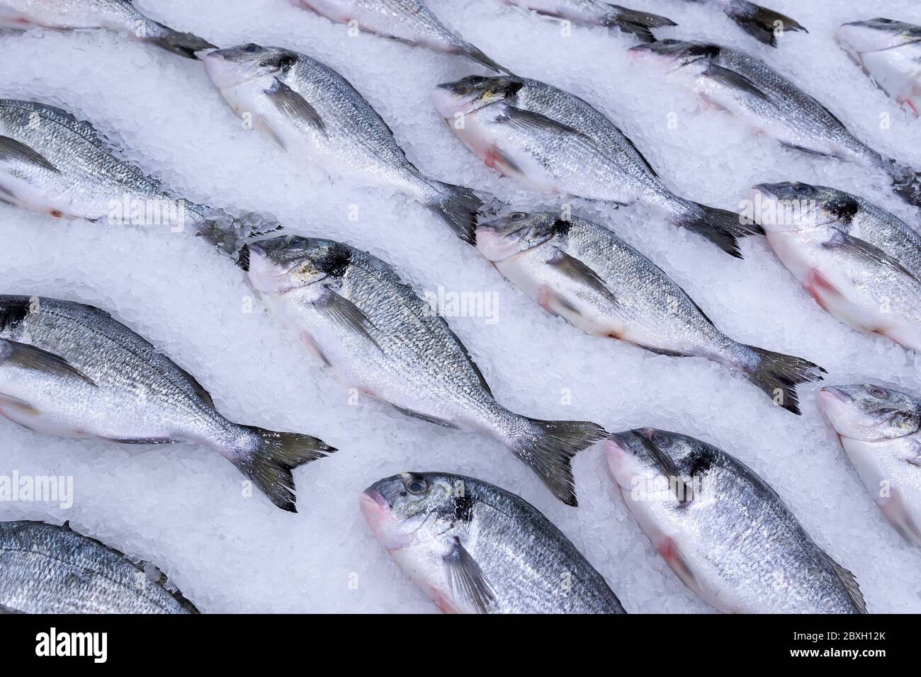 Gilthead bream Sparus aurata, fresh Dorado fish on ice at the seafood ...